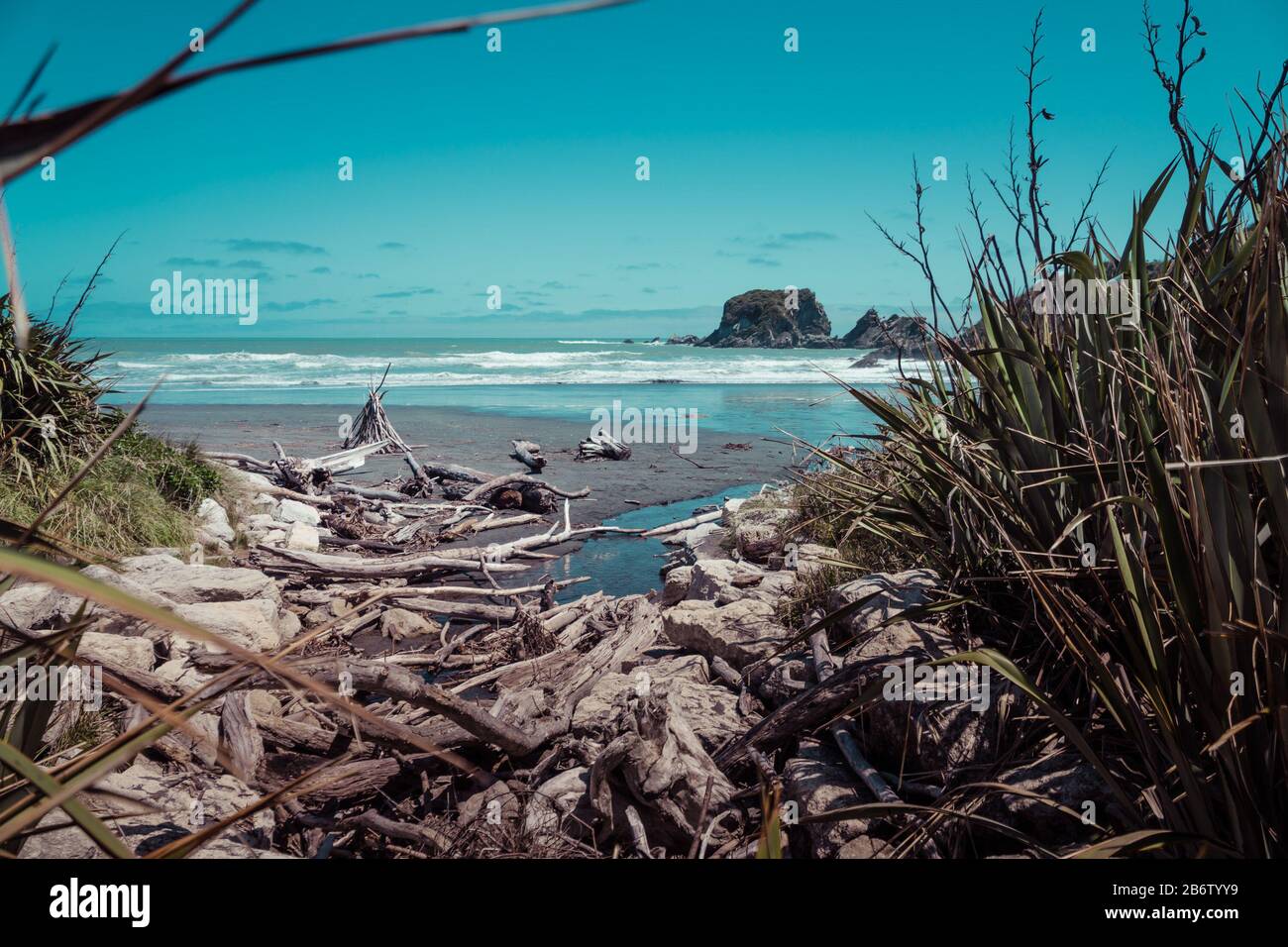 New zealand cicada hi-res stock photography and images - Alamy