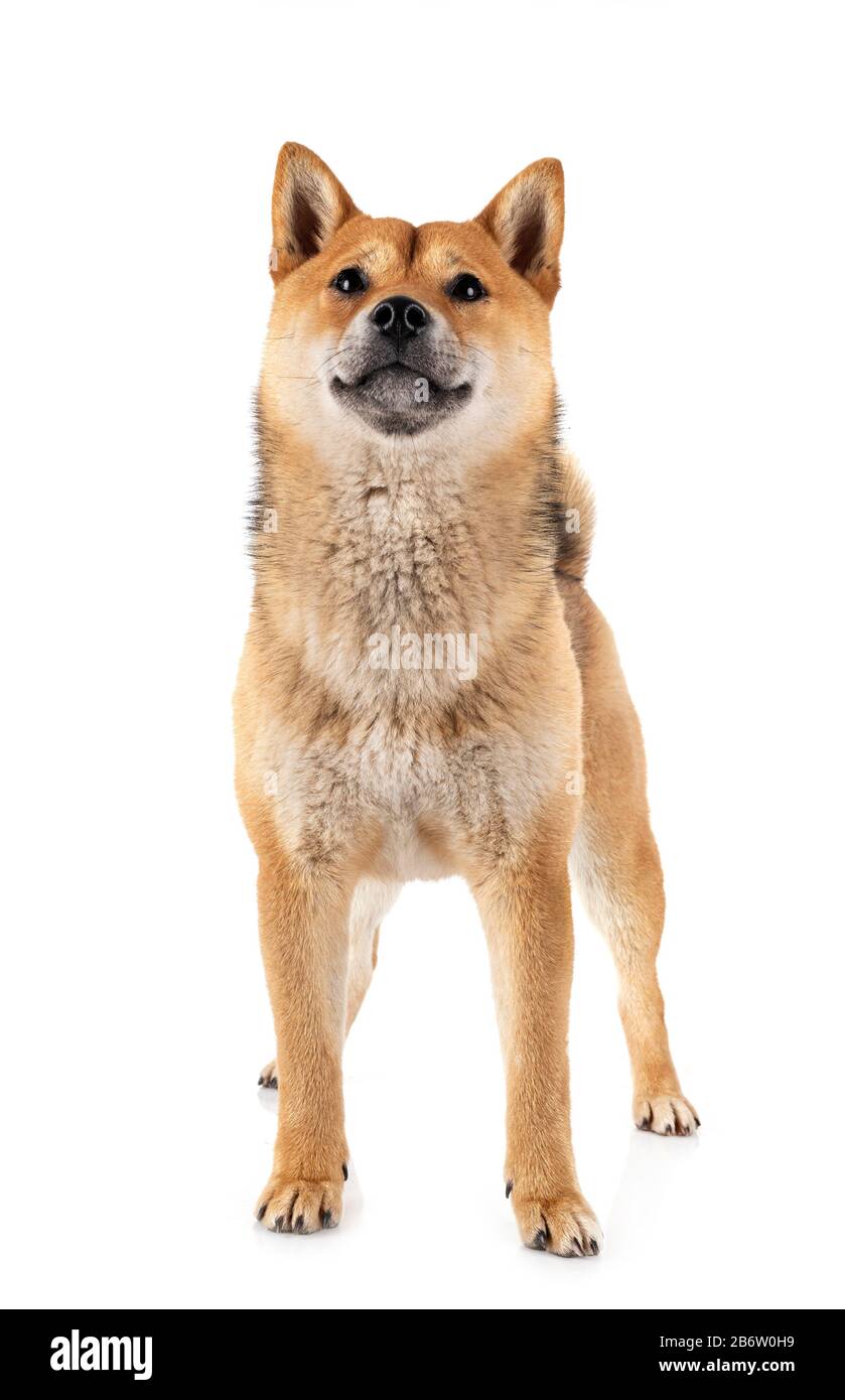 shiba inu in front of white background Stock Photo - Alamy