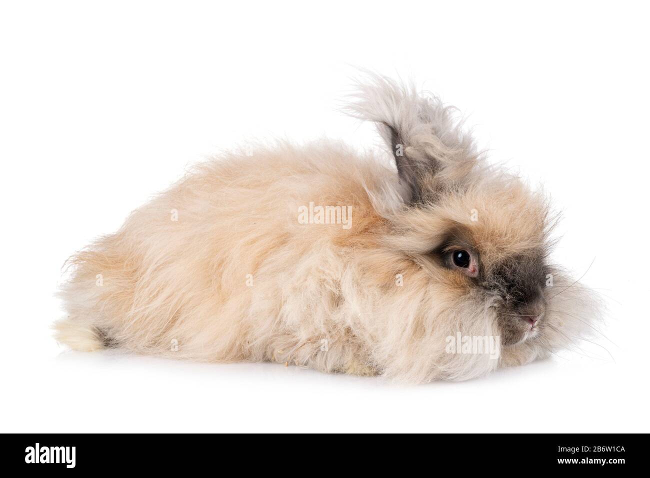 English Angora in front of white background Stock Photo - Alamy