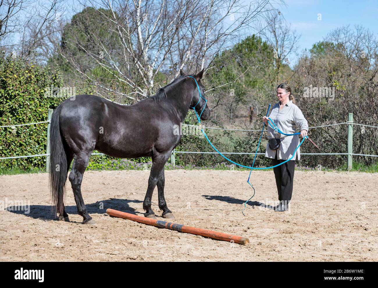 riding girl are training her black horse Stock Photo - Alamy