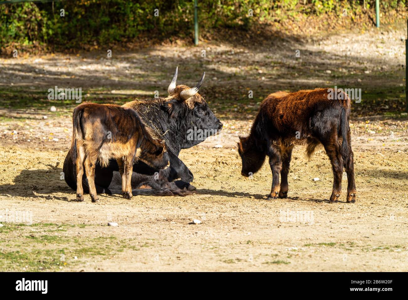 Heck cattle, Bos primigenius taurus, claimed to resemble the extinct ...