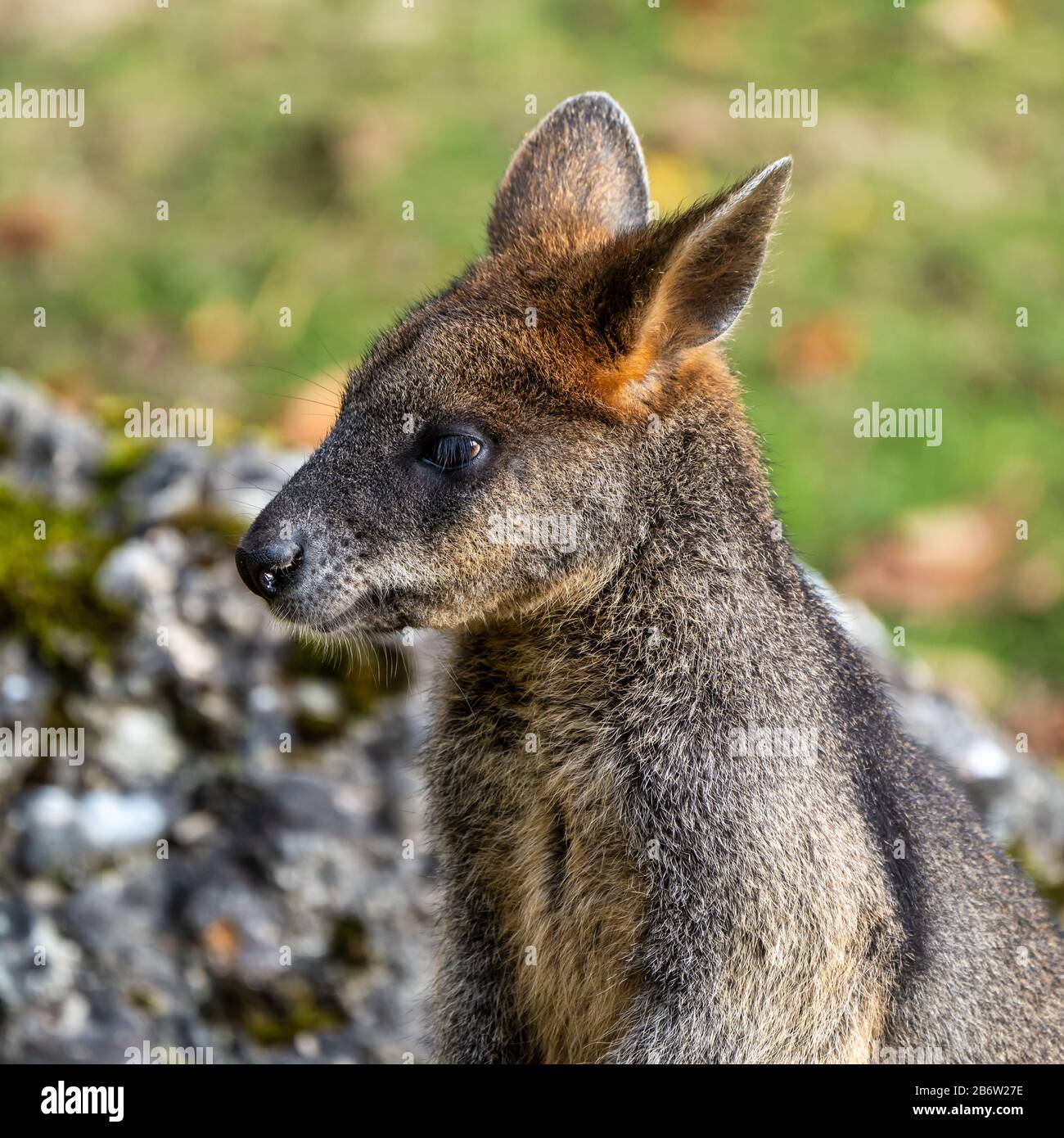 Kangaroo Face Profile