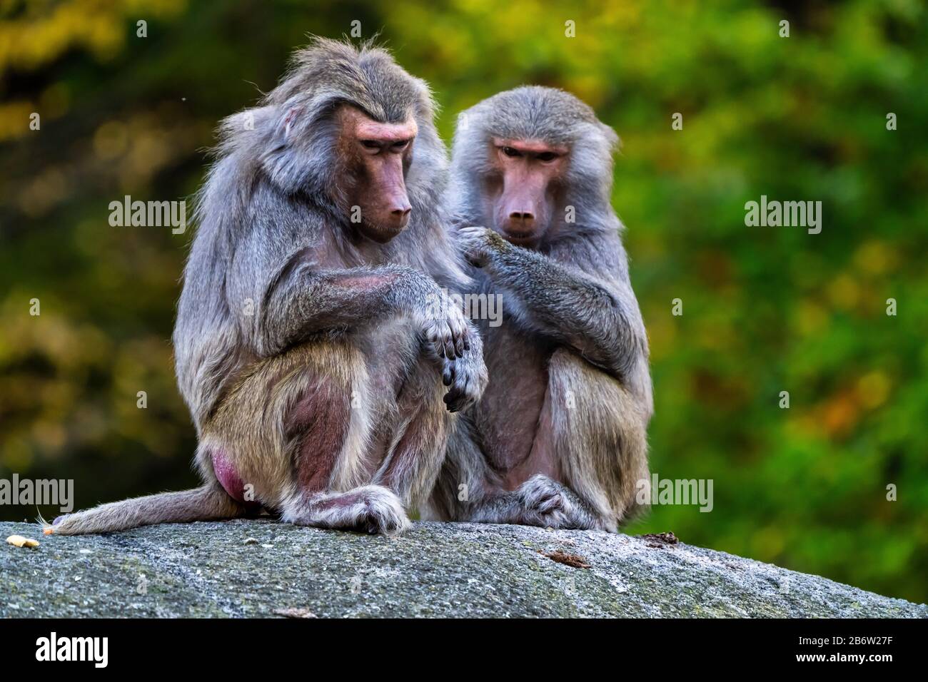 Native to the arabian peninsula hi-res stock photography and images - Alamy