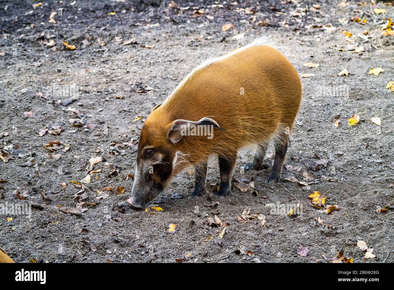 Red river hog, Potamochoerus porcus, also known as the bush pig. This ...