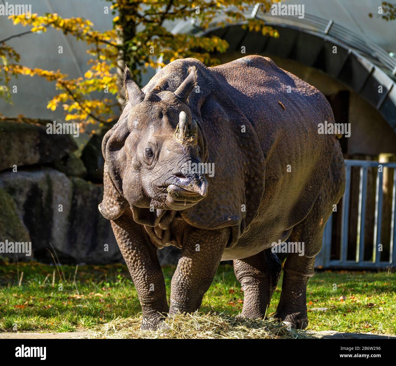 The Indian Rhinoceros, Rhinoceros unicornis is also called Greater One ...
