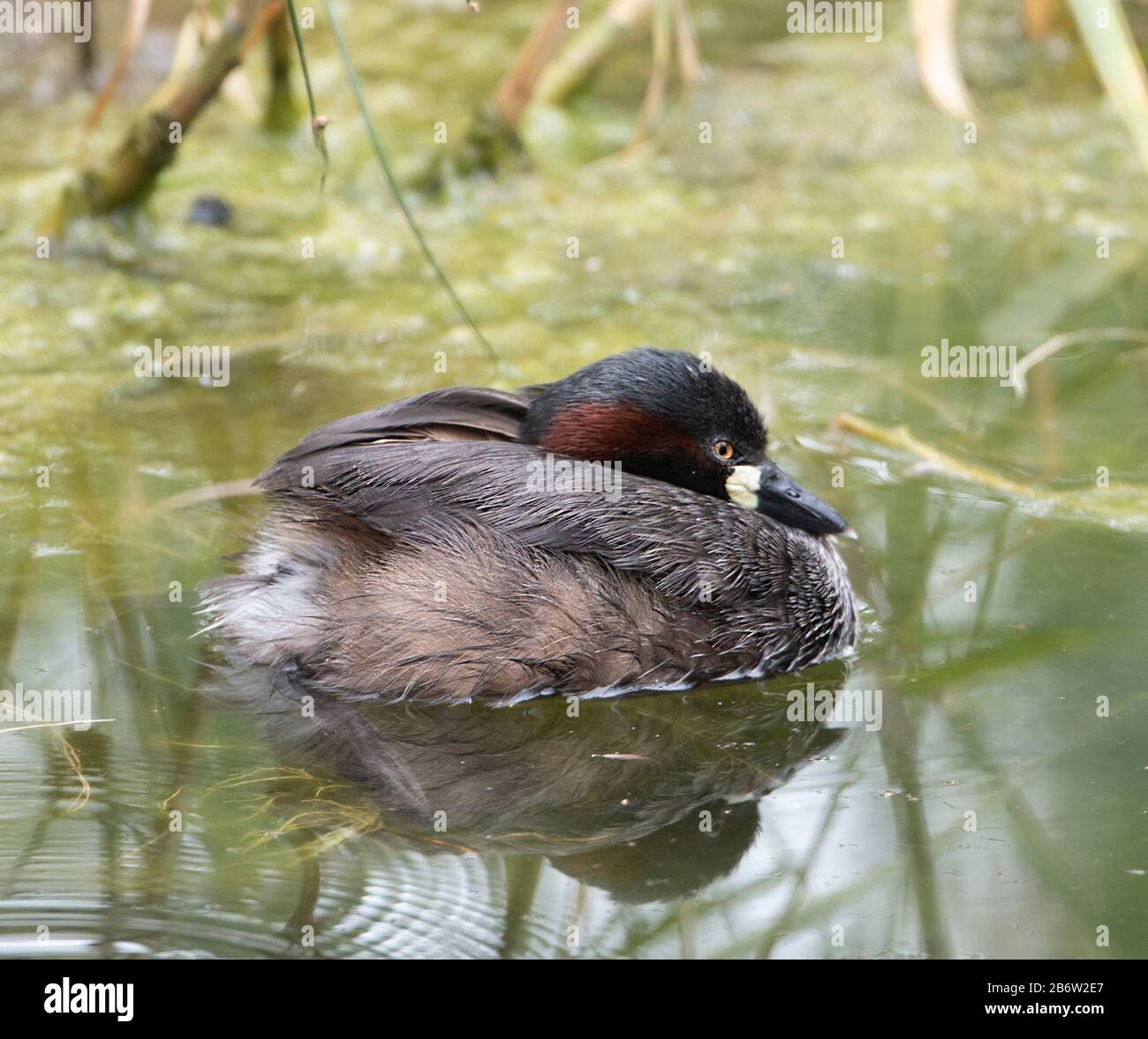 Australasian Grebe (Tachybaptus novaehollandiae), Alice Springs Desert ...