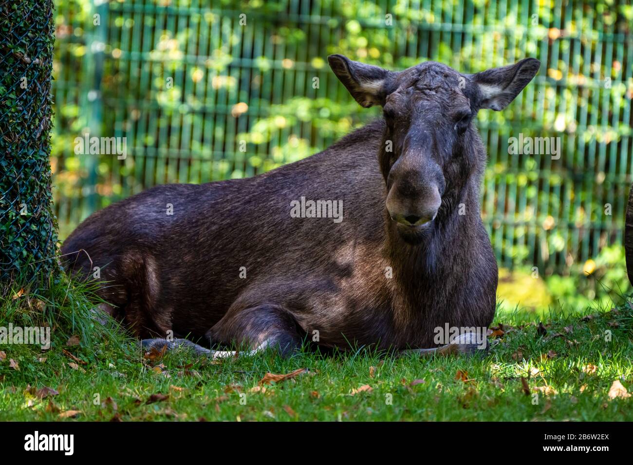 European Moose, Alces alces, also known as the elk. Wild life animal ...