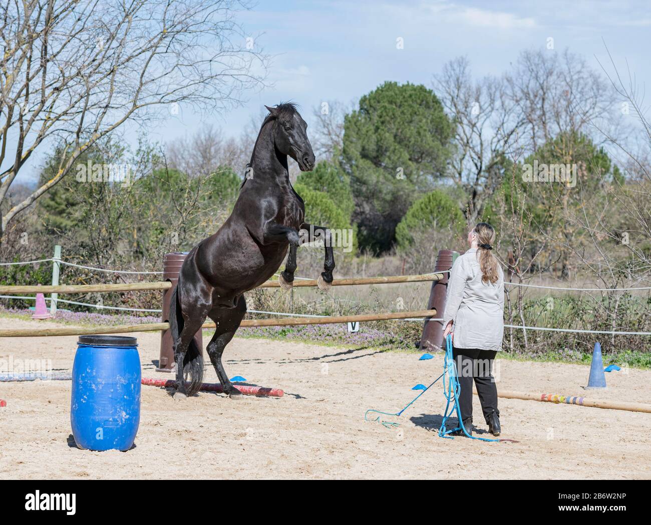 riding girl are training her black horse Stock Photo - Alamy