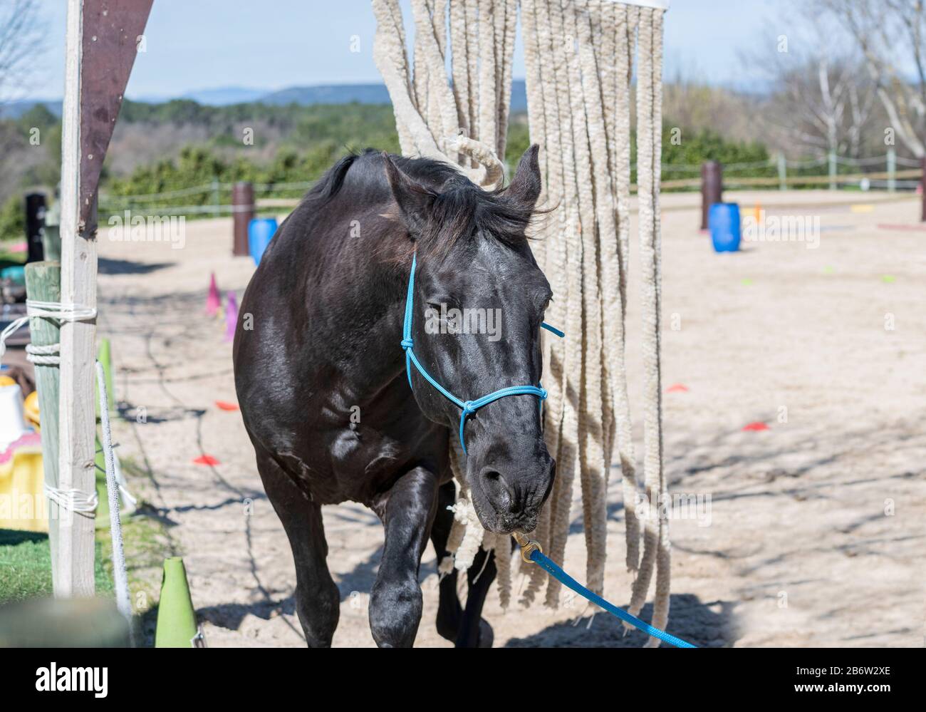 riding girl are training her black horse Stock Photo - Alamy