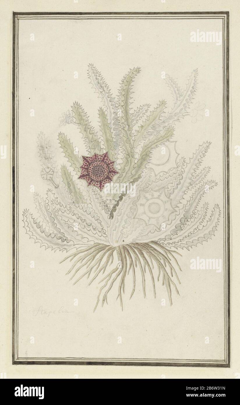 Stapelia huernia guttata hi-res stock photography and images - Alamy