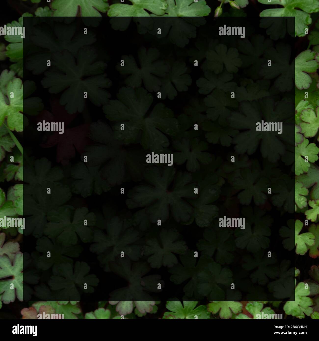 Flower background with colorful frame, space for text Stock Photo - Alamy