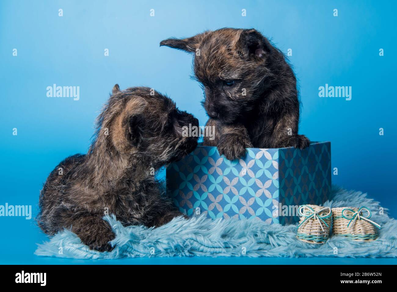 Two dogs kissing each other hi-res stock photography and images - Alamy