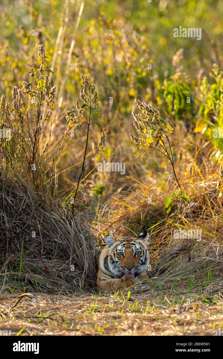 Wild Tiger in green background doing Personal grooming, Cleaning and ...