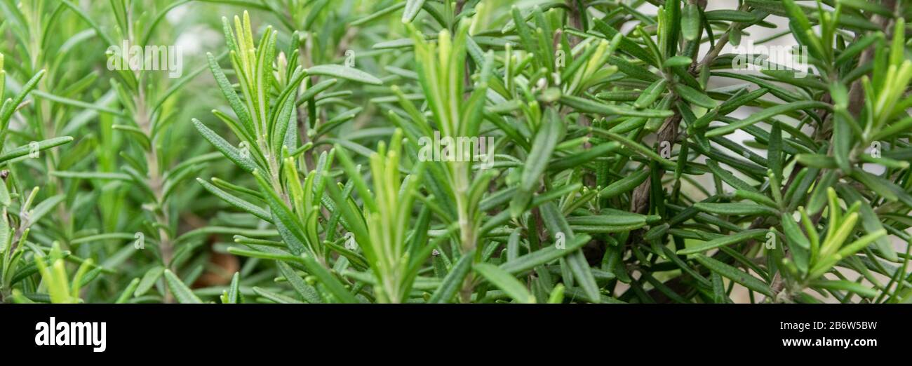 Rosemary herbs background with colorful frame, space for text Stock ...