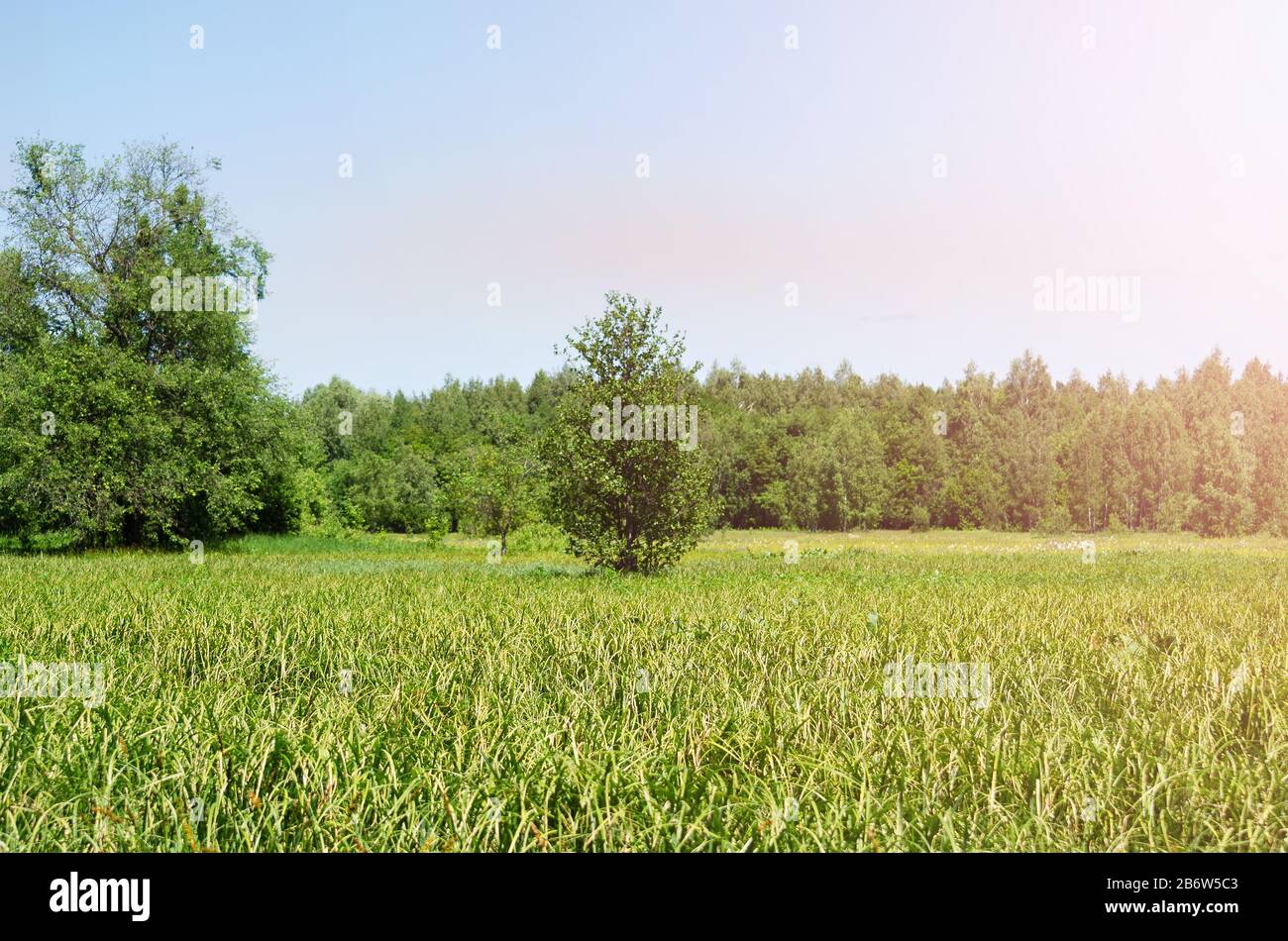 Distant forest hi-res stock photography and images - Alamy