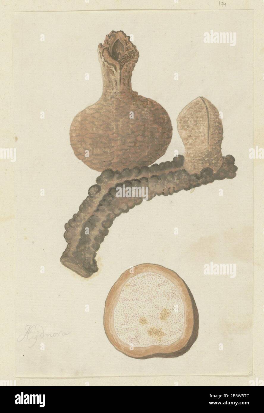 Hydnora Africana High Resolution Stock Photography and Images - Alamy