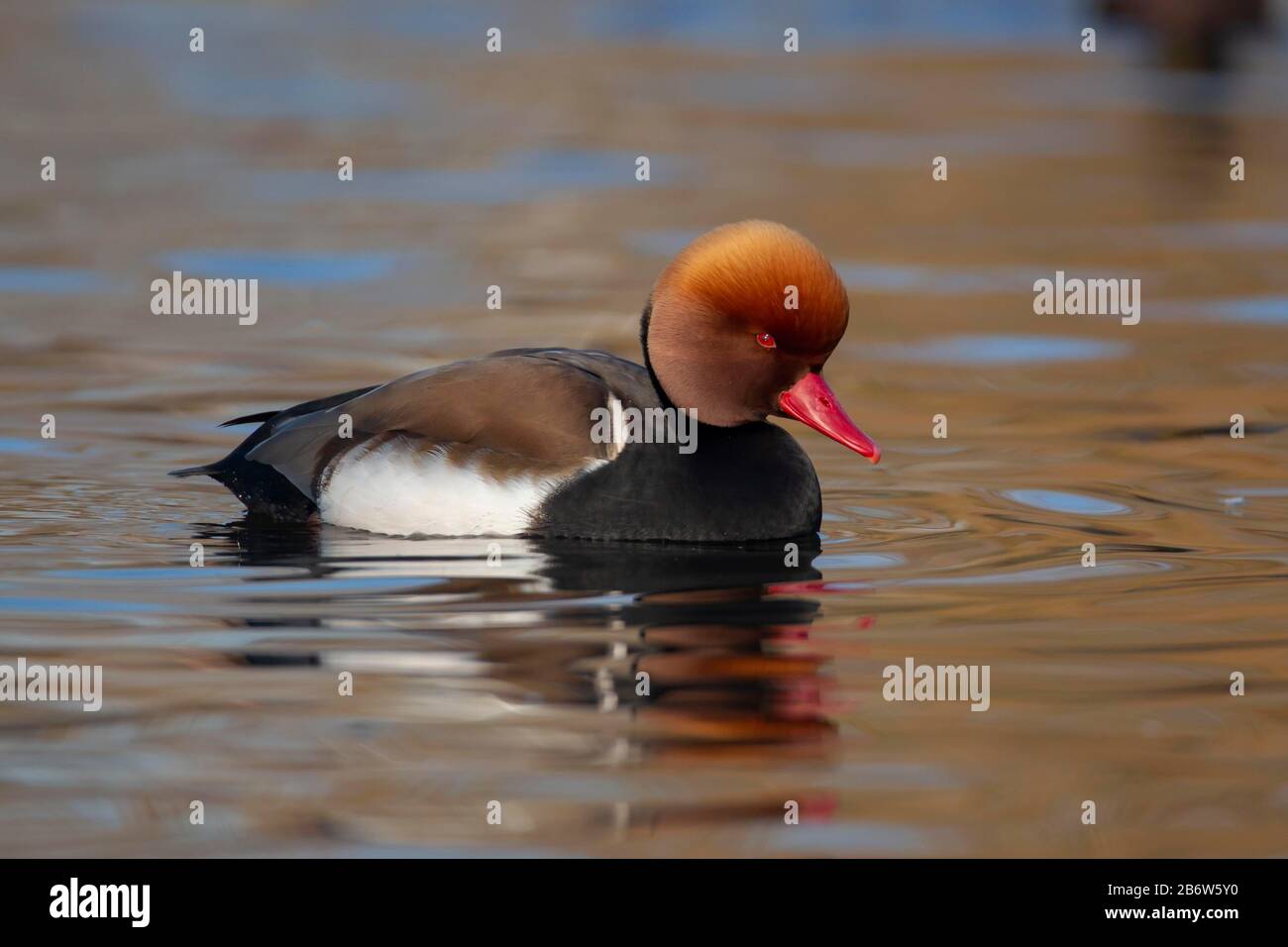 Male duck hi-res stock photography and images - Alamy