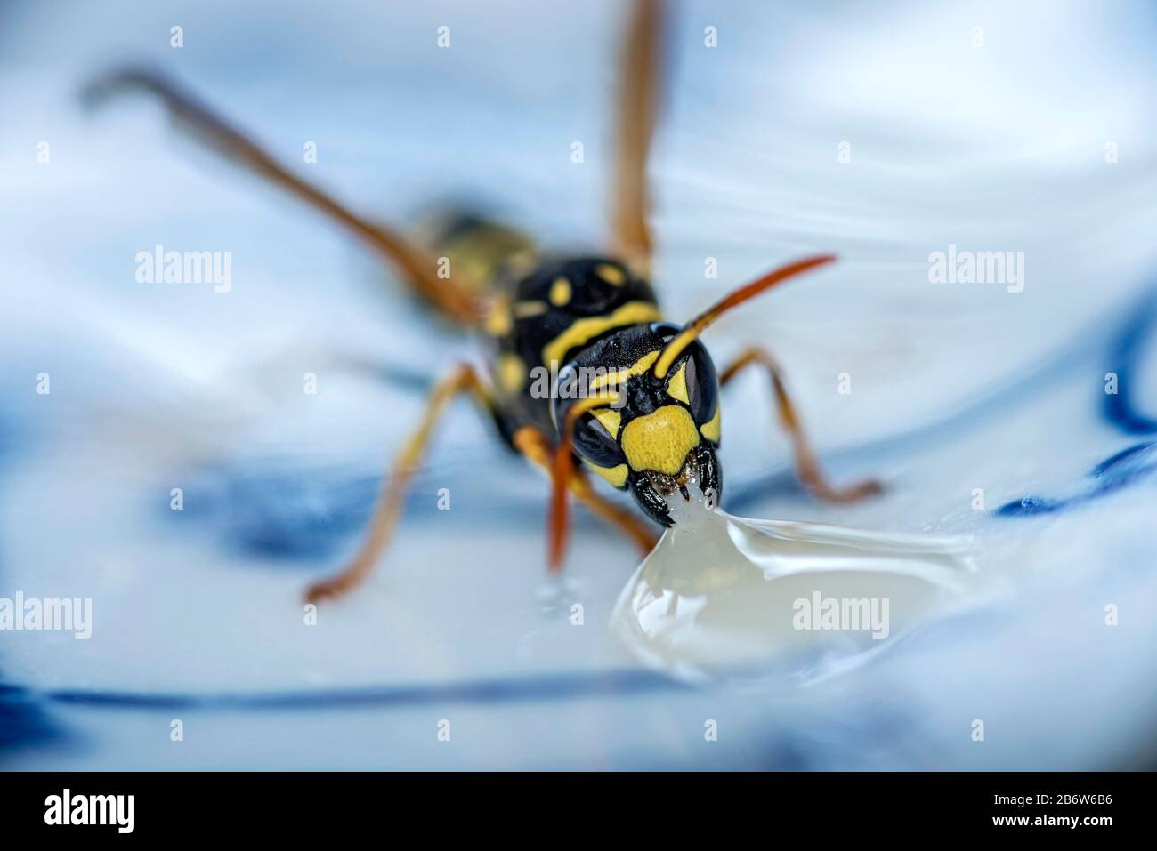 Wet wasp hi-res stock photography and images - Alamy