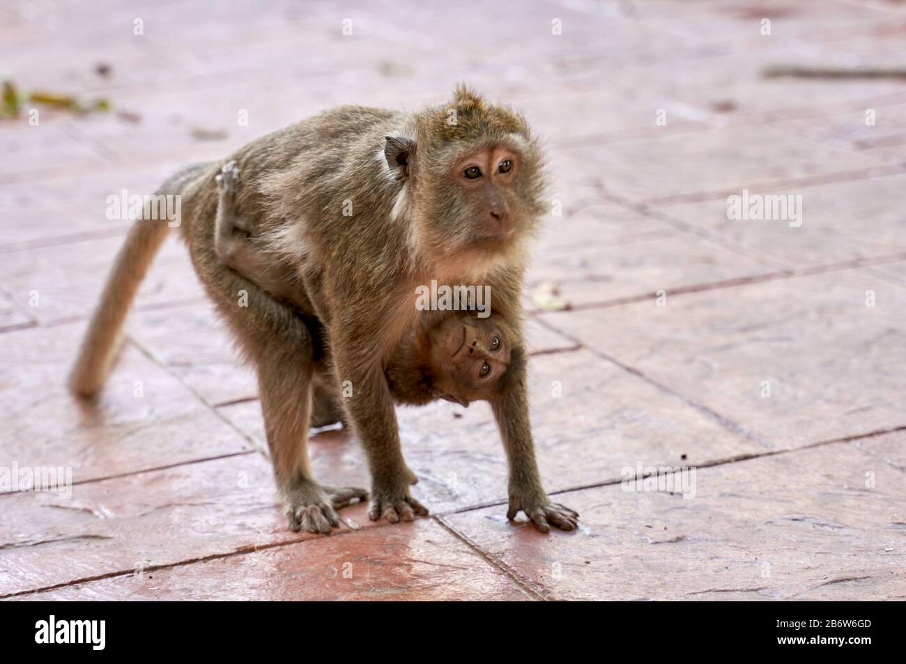 Hungry monkeys in reserve , take food from person Stock Photo - Alamy
