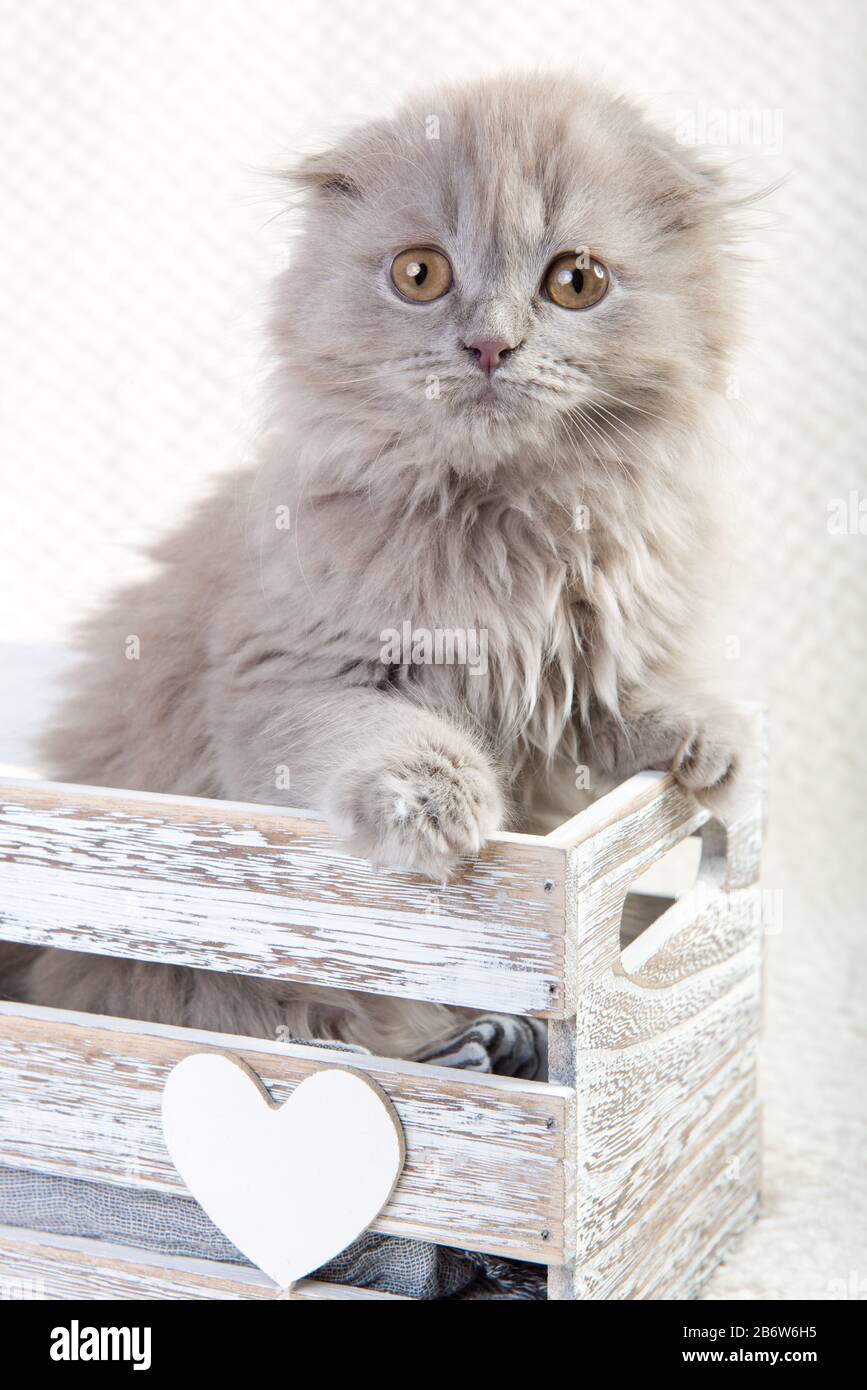 Scottish fold Highland fold kitten gray fluffy cat Stock Photo - Alamy