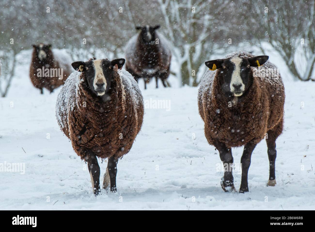 Zwartbles breed sheep hi-res stock photography and images - Alamy