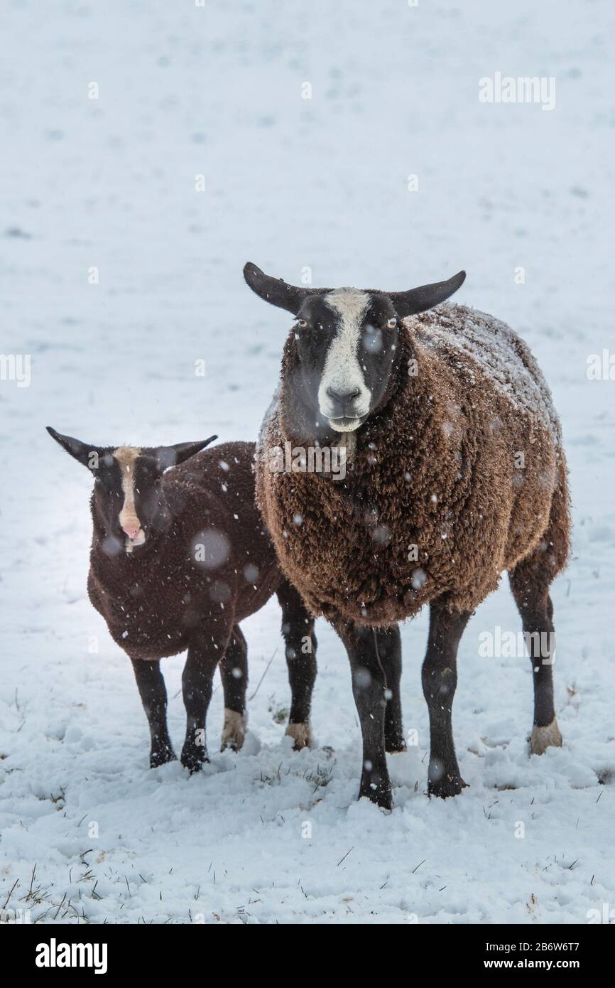 Zwartbles sheep hi-res stock photography and images - Alamy