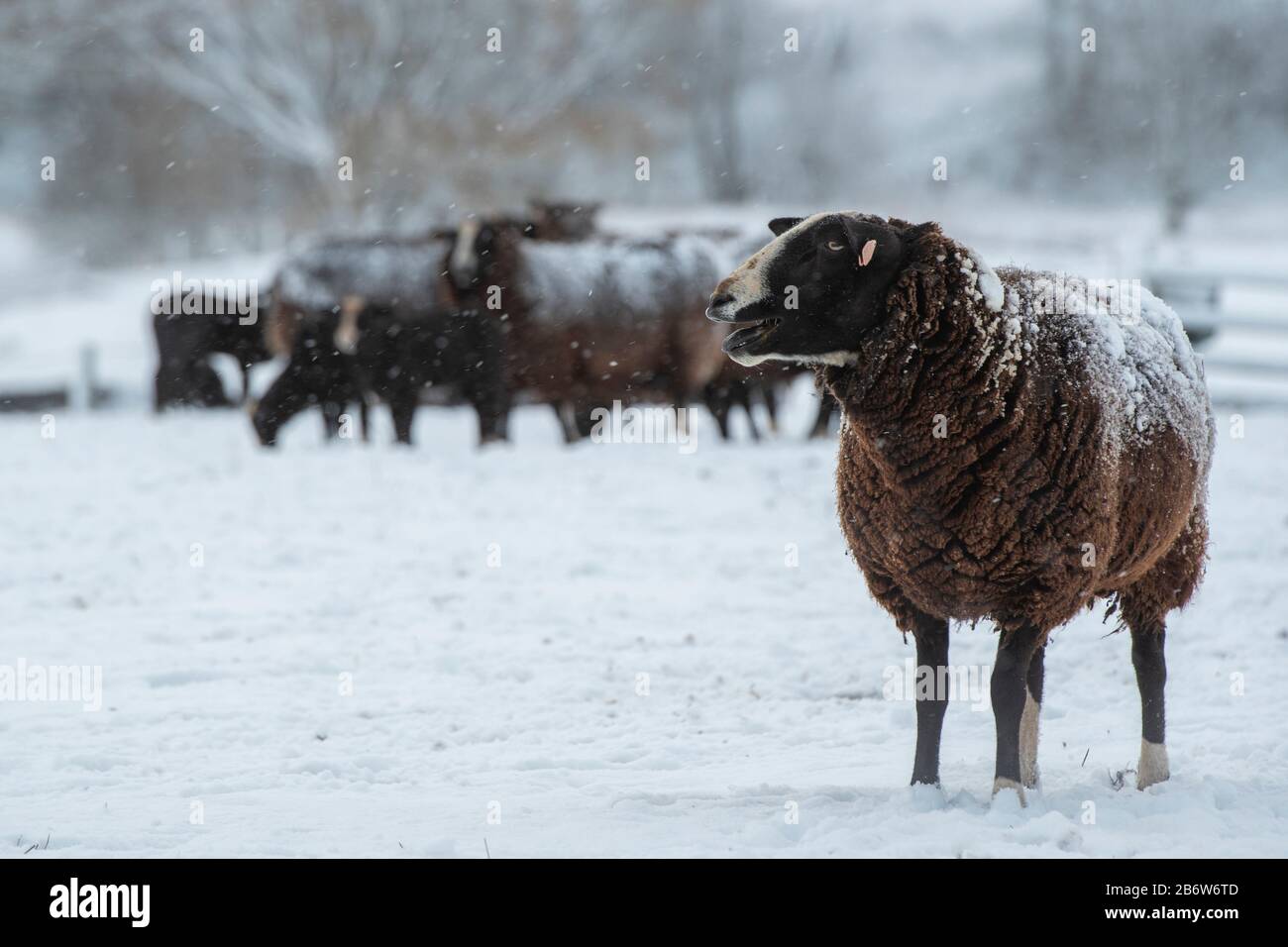 Zwartbles sheep hi-res stock photography and images - Alamy