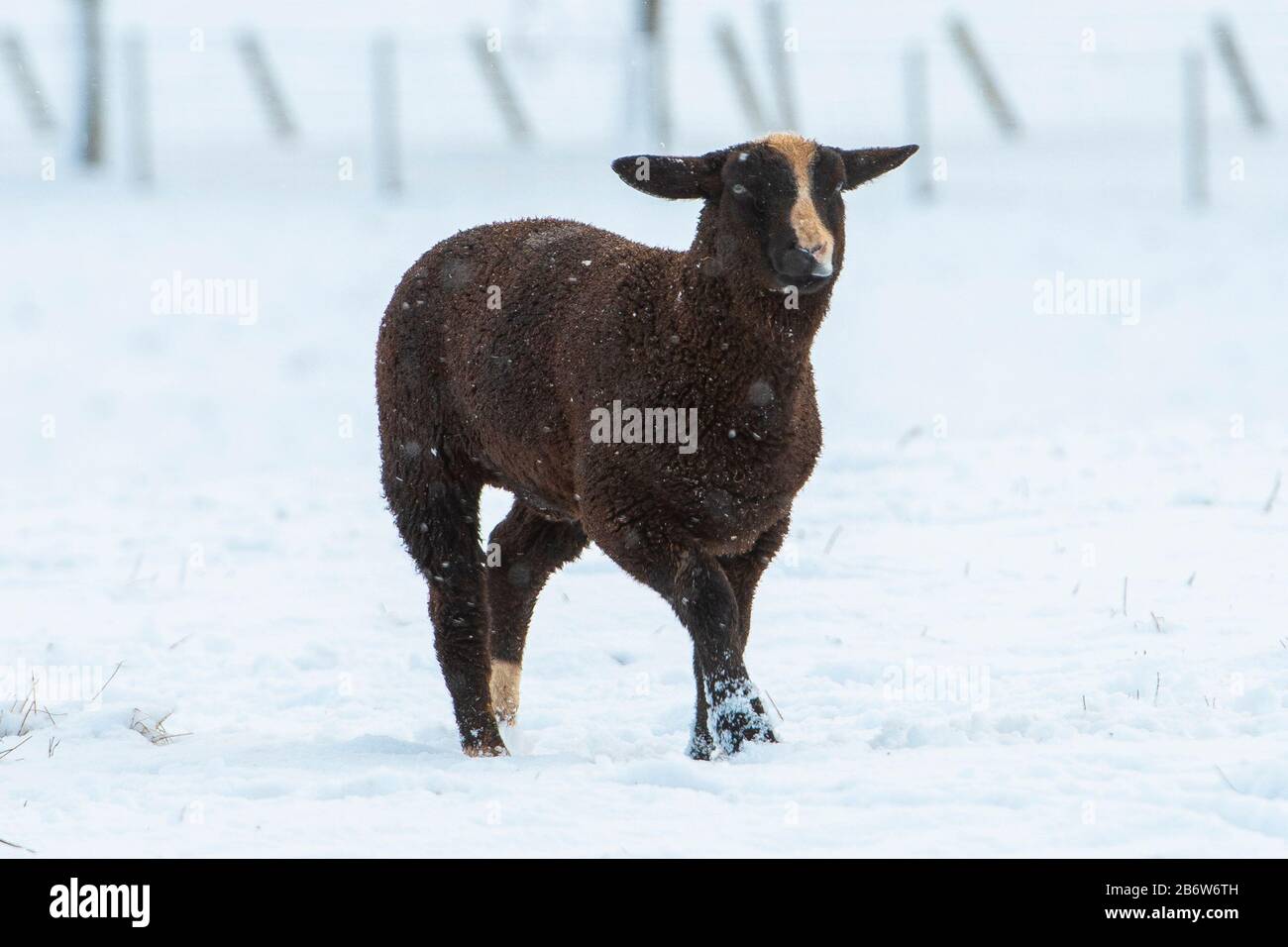 Zwartbles sheep hi-res stock photography and images - Alamy