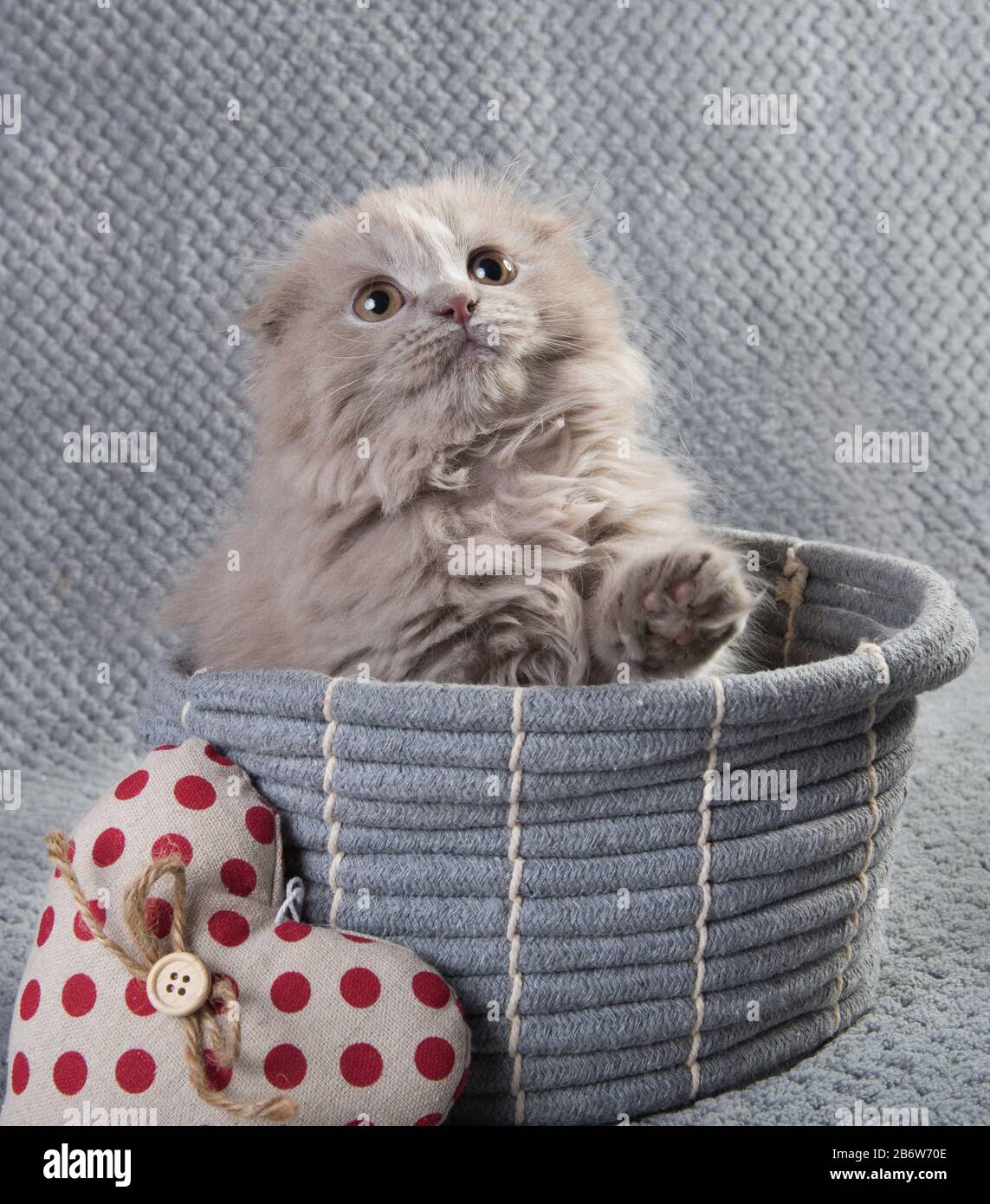 Scottish fold Highland fold kitten gray fluffy cat Stock Photo - Alamy