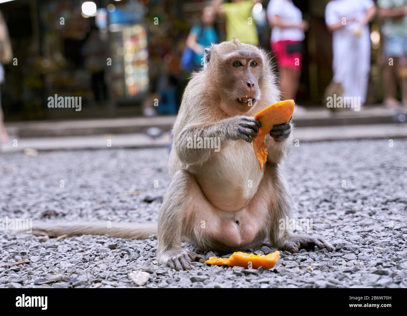 Hungry monkeys in reserve , take food from person Stock Photo - Alamy