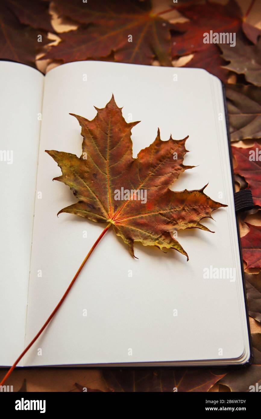 Maple leaf and notepad Stock Photo - Alamy