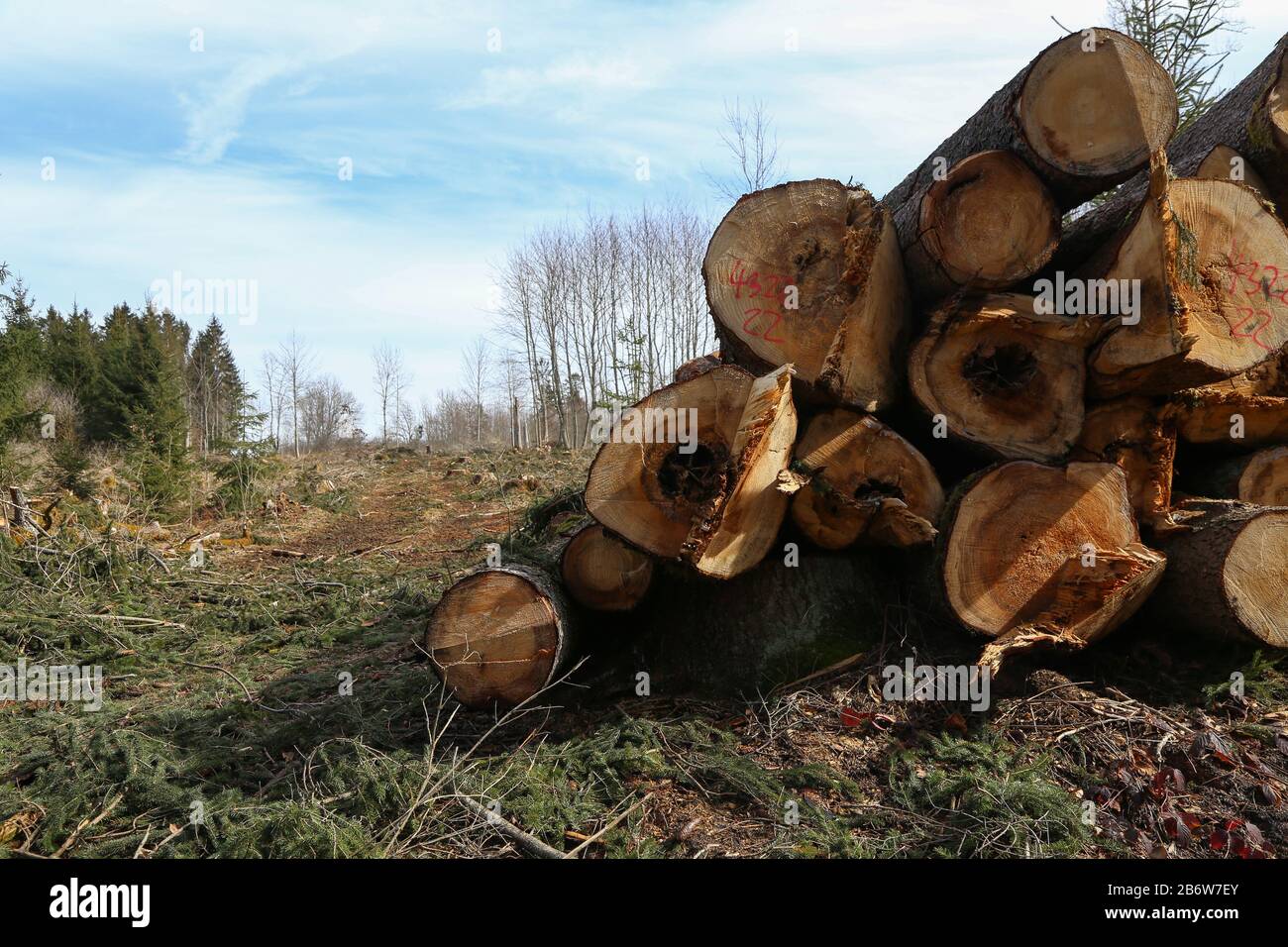 Sawn logs lie on the edge of the forest Stock Photo - Alamy