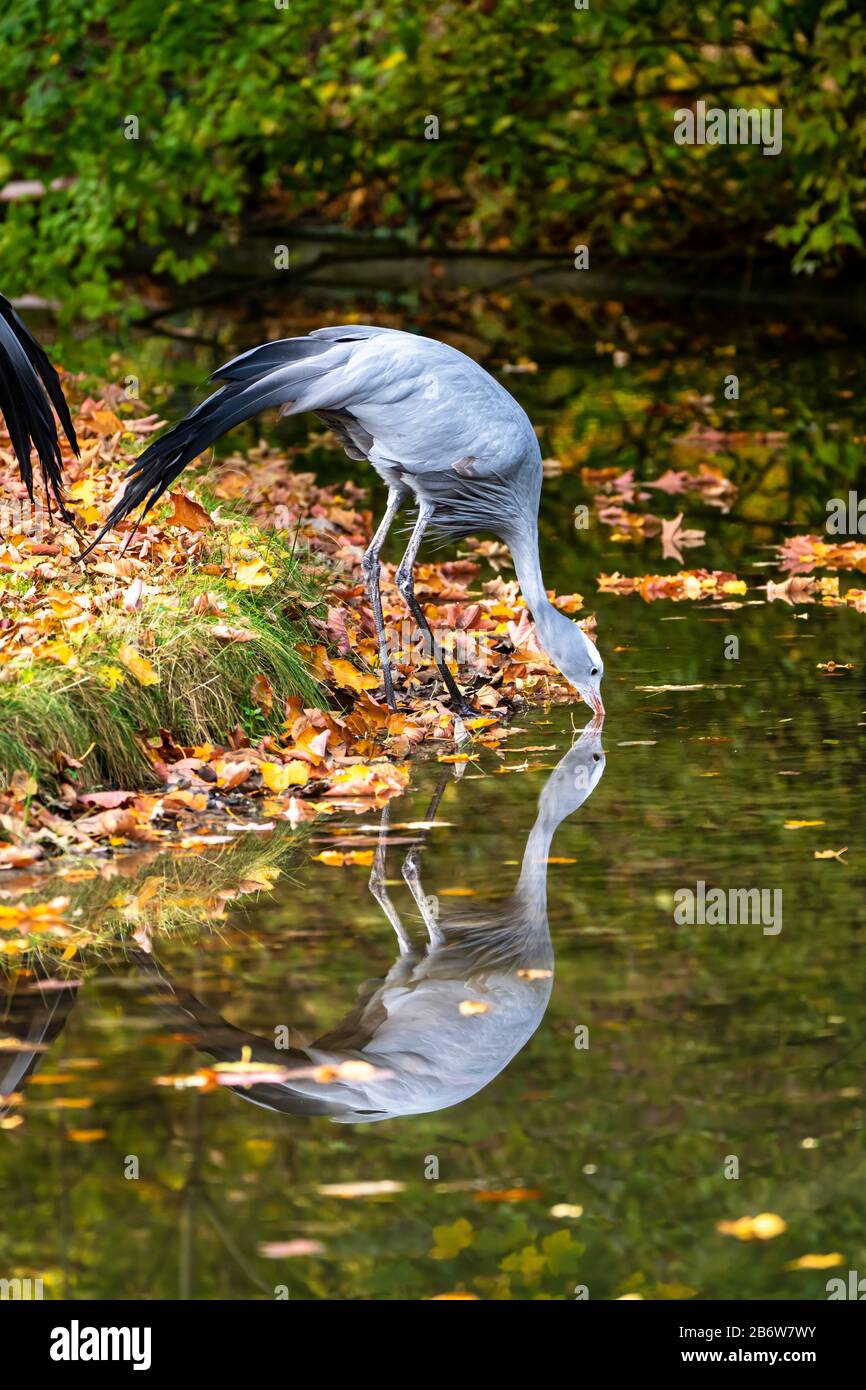 The Blue Crane, Grus paradisea, is an endangered bird specie endemic to ...