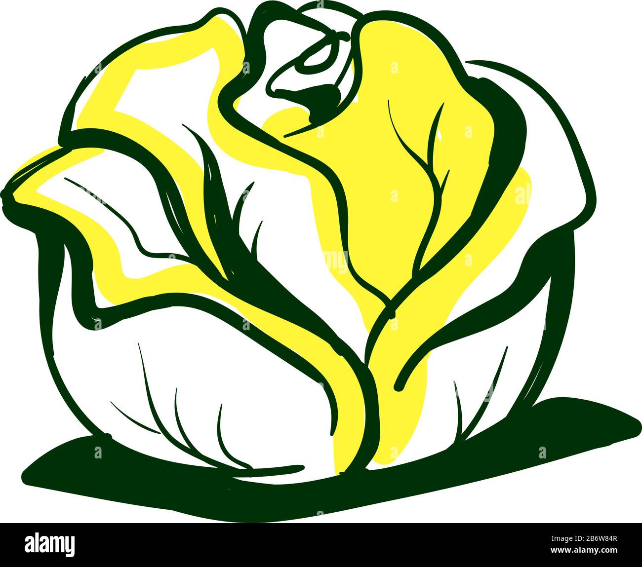 Cabbage leaf drawing Cut Out Stock Images & Pictures - Alamy