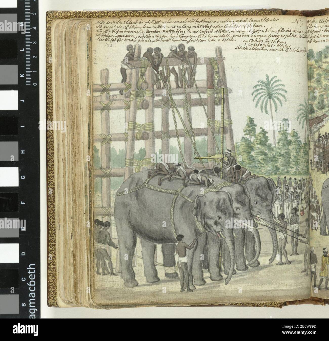 Inbinden van olifanten Kleurtekening van de bamboe noodkraal Stock ...