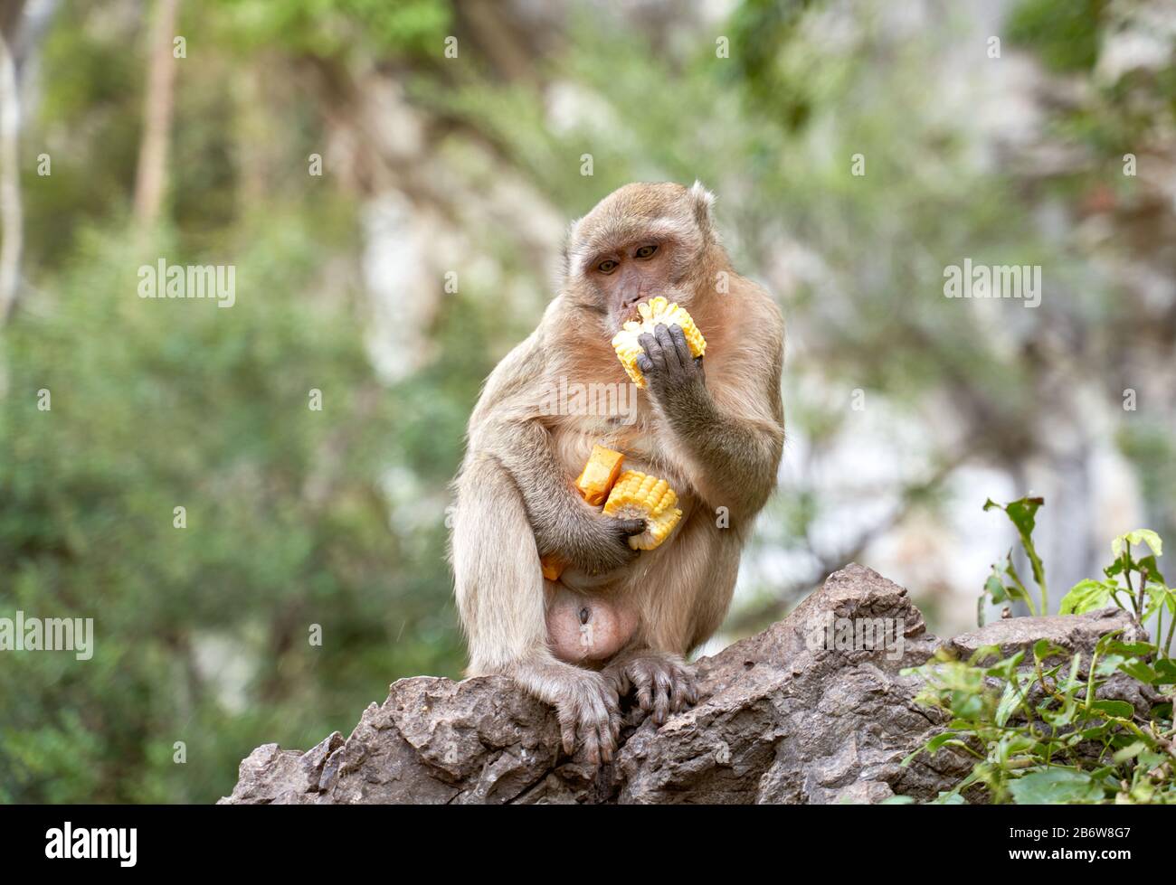 Hungry monkeys in reserve , take food from person Stock Photo - Alamy