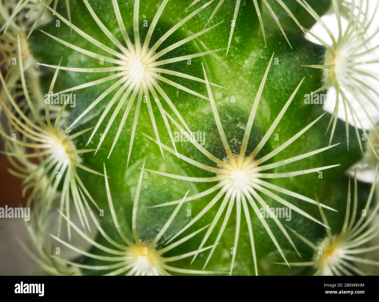 Macrophotography of a succulent plant, impressive green shape like ...