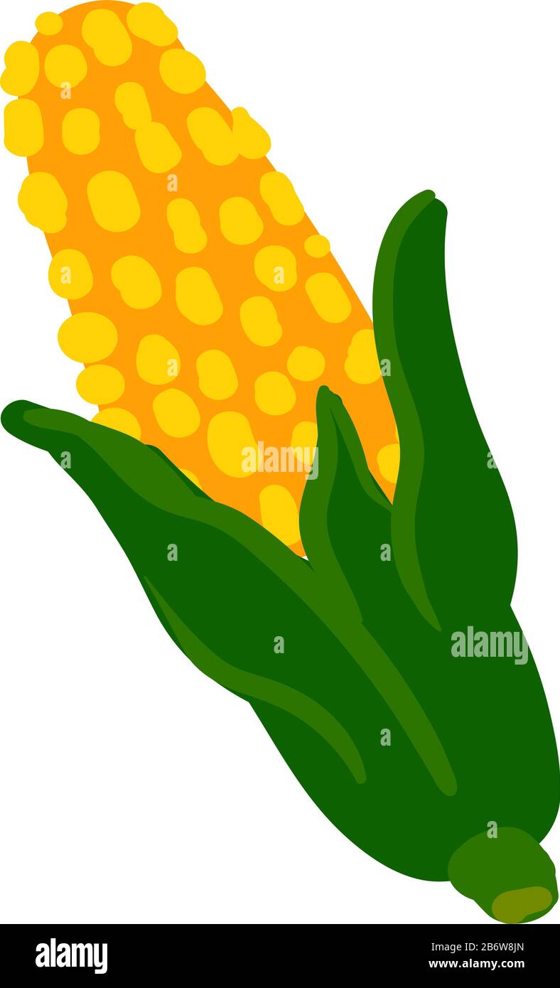 Flat yellow corn, illustration, vector on white background Stock Vector ...