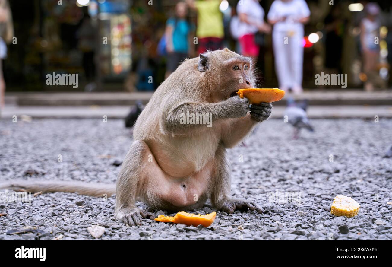 Monkey eat fruits jungle hi-res stock photography and images - Alamy