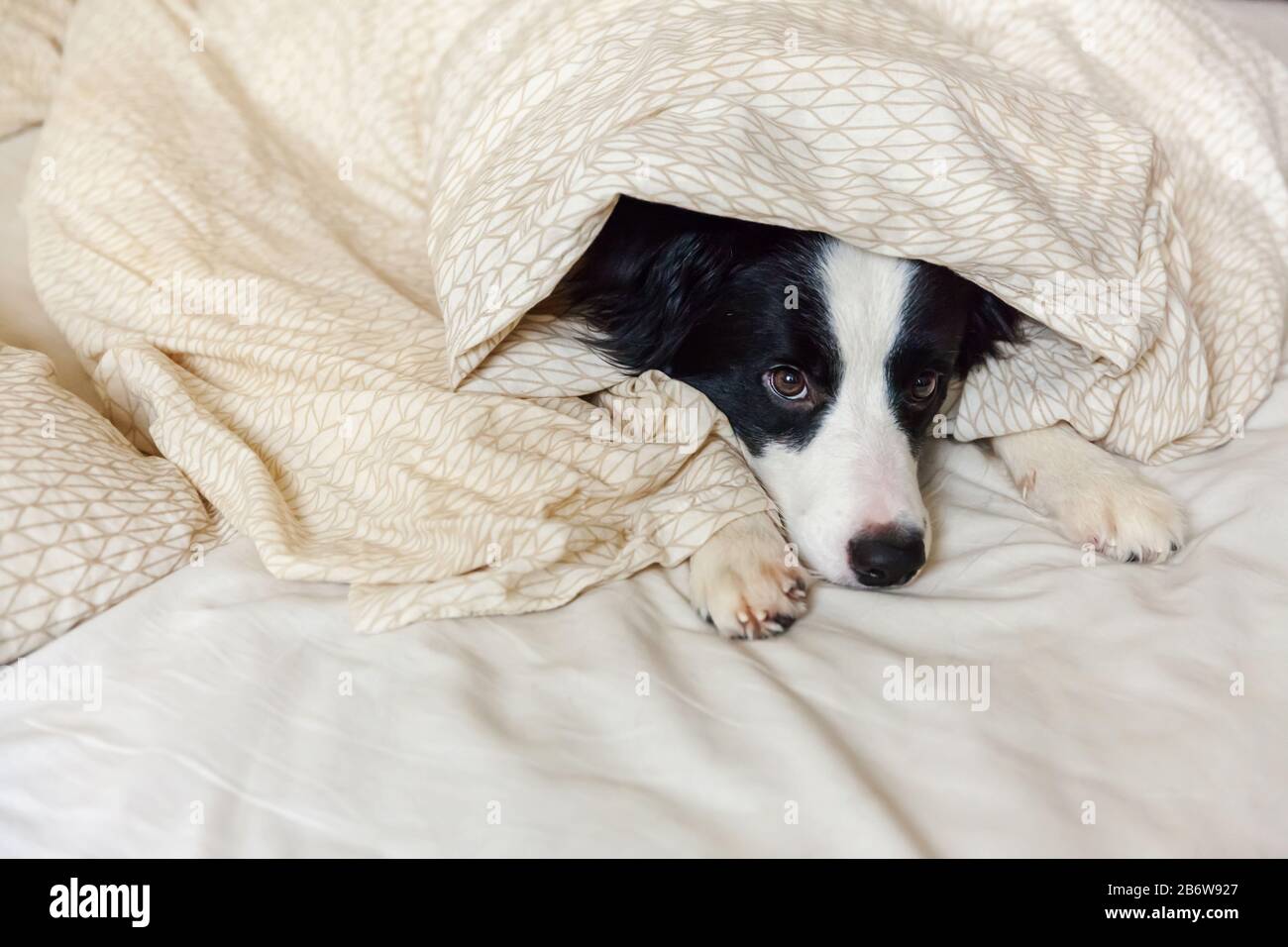Portrait of cute smilling puppy dog border collie lay on pillow blanket ...
