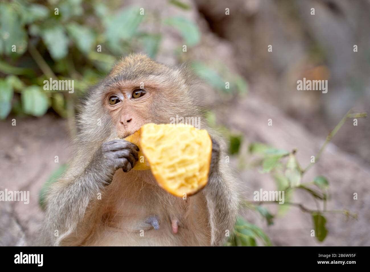 Hungry monkeys in reserve , take food from person Stock Photo - Alamy