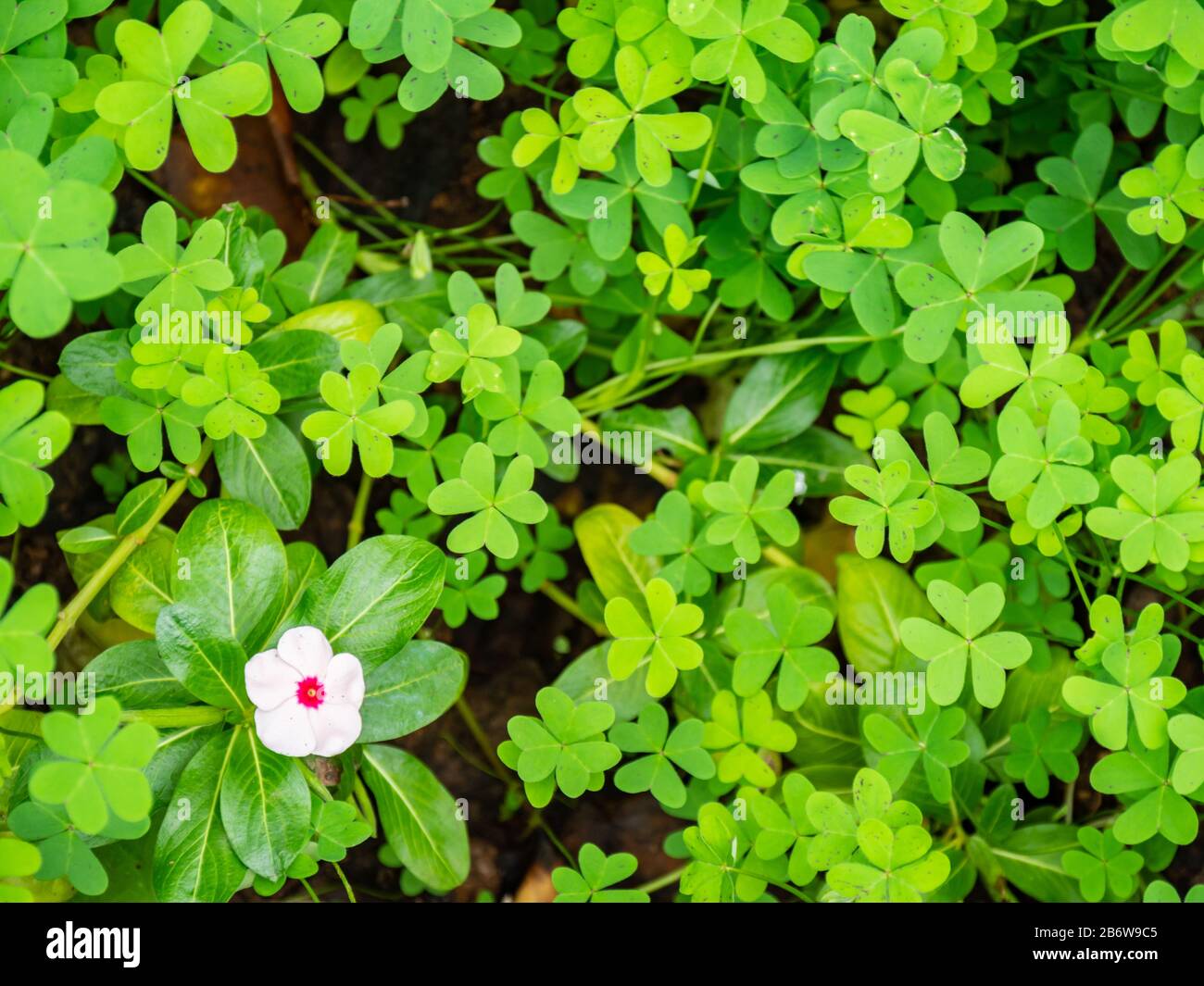 Large green clover field in forest with flower. Nature background Stock ...