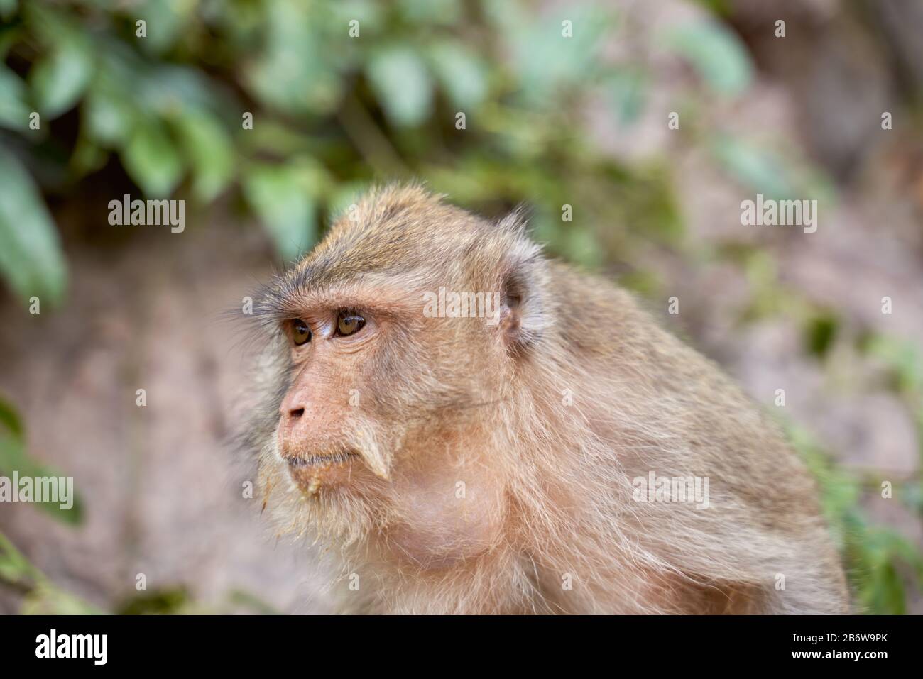 Hungry monkeys in reserve , take food from person Stock Photo - Alamy