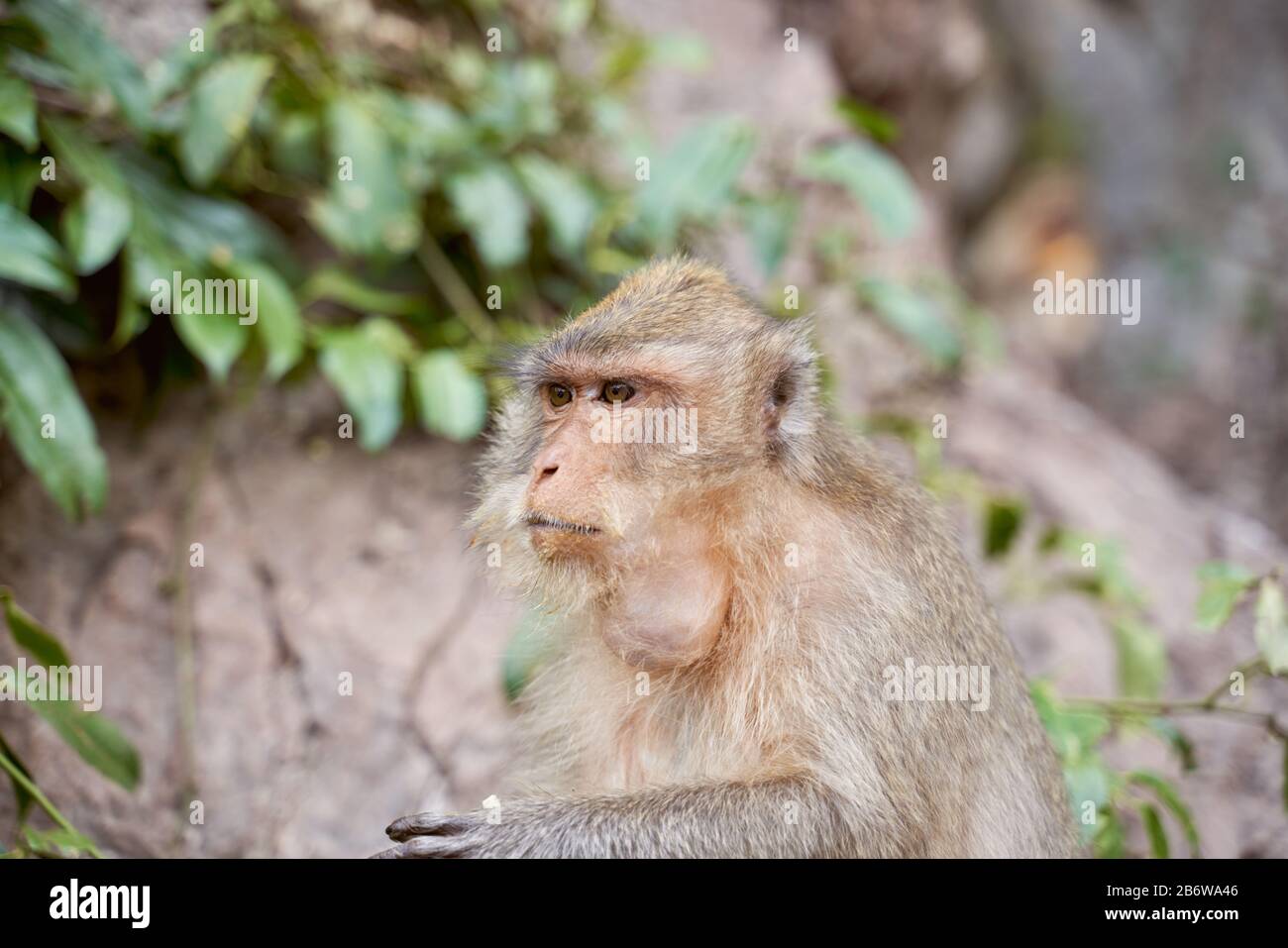 Hungry monkeys in reserve , take food from person Stock Photo - Alamy