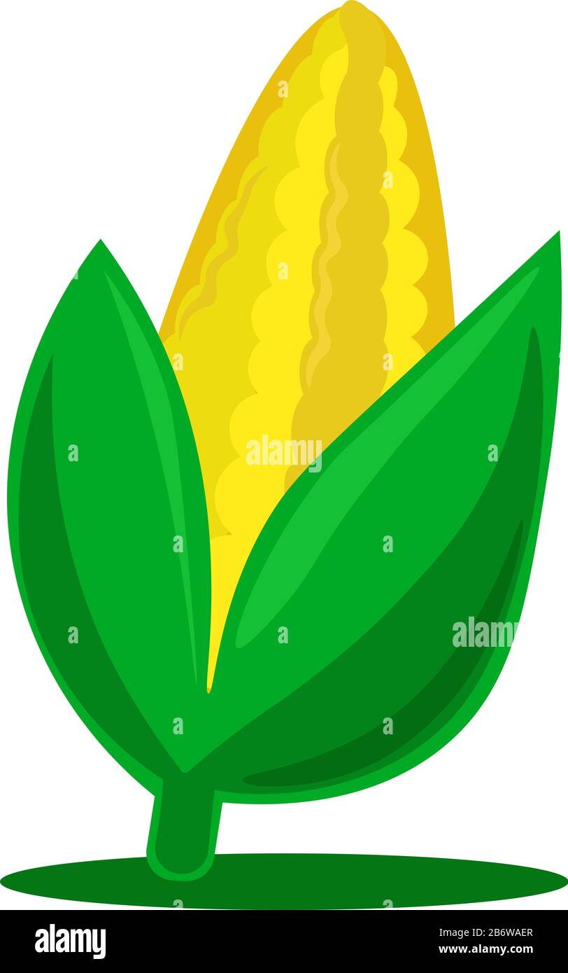Fresh yellow corn, illustration, vector on white background Stock ...