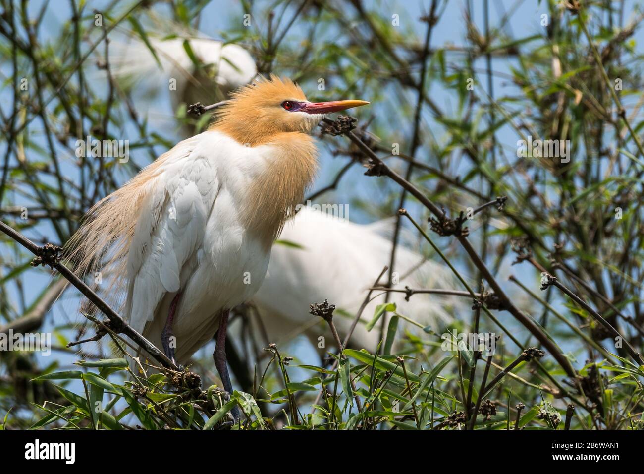 Nepali birds hi-res stock photography and images - Alamy
