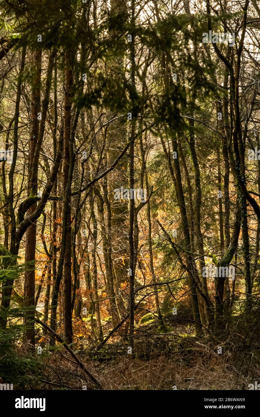Tangled woodlands. Woods at Three Ponds, Forest of Dean ...