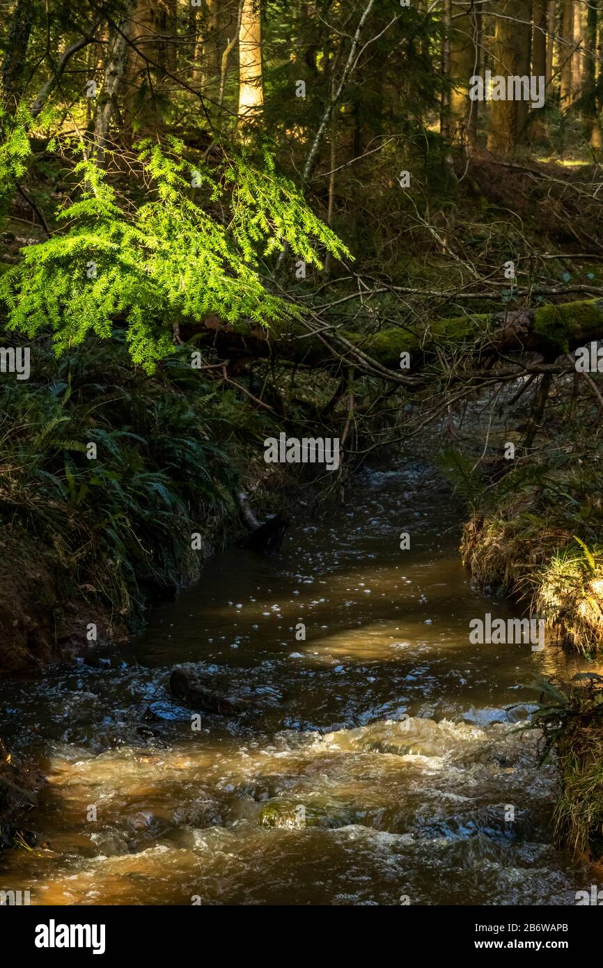 Conifers in a plantation overhang and natural stream. Woods at Three ...