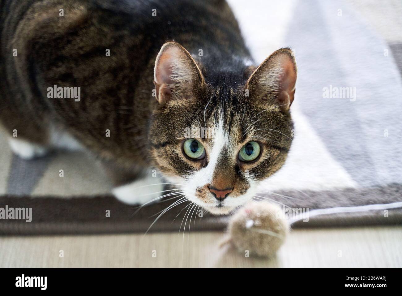 Mongrel cat with large green color eyes Stock Photo - Alamy