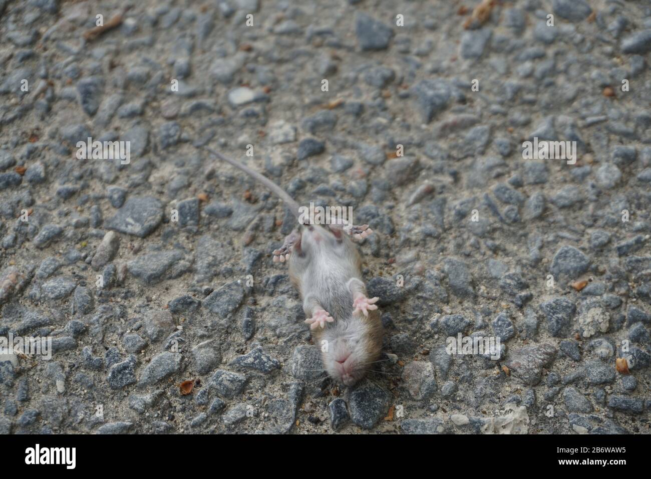 closeup on a tiny mouse upside down trying to roll over on the road ...